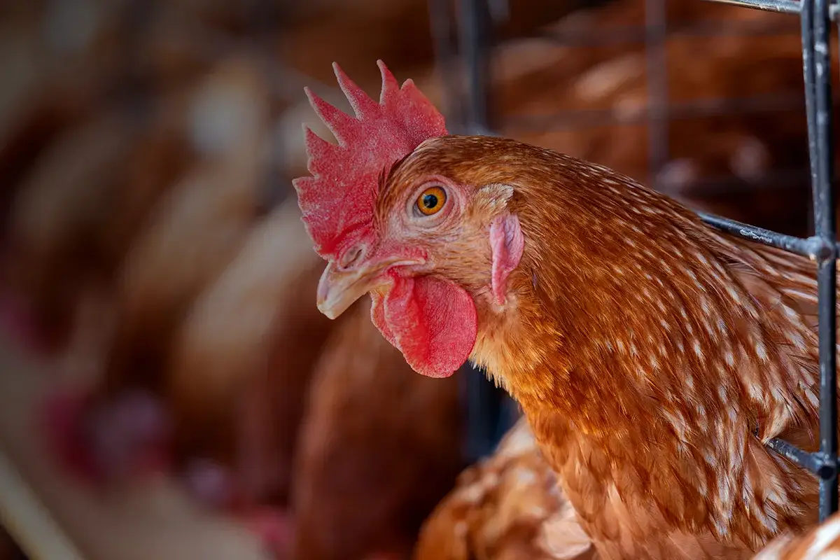 Frango Halal Certificado - Taunsa